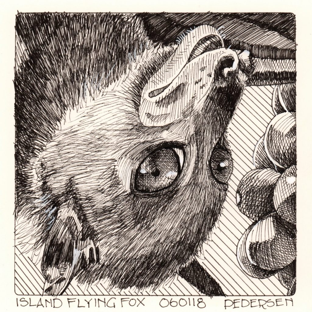 Island Flying Fox Bat Ink Drawing - myMoleskine Community